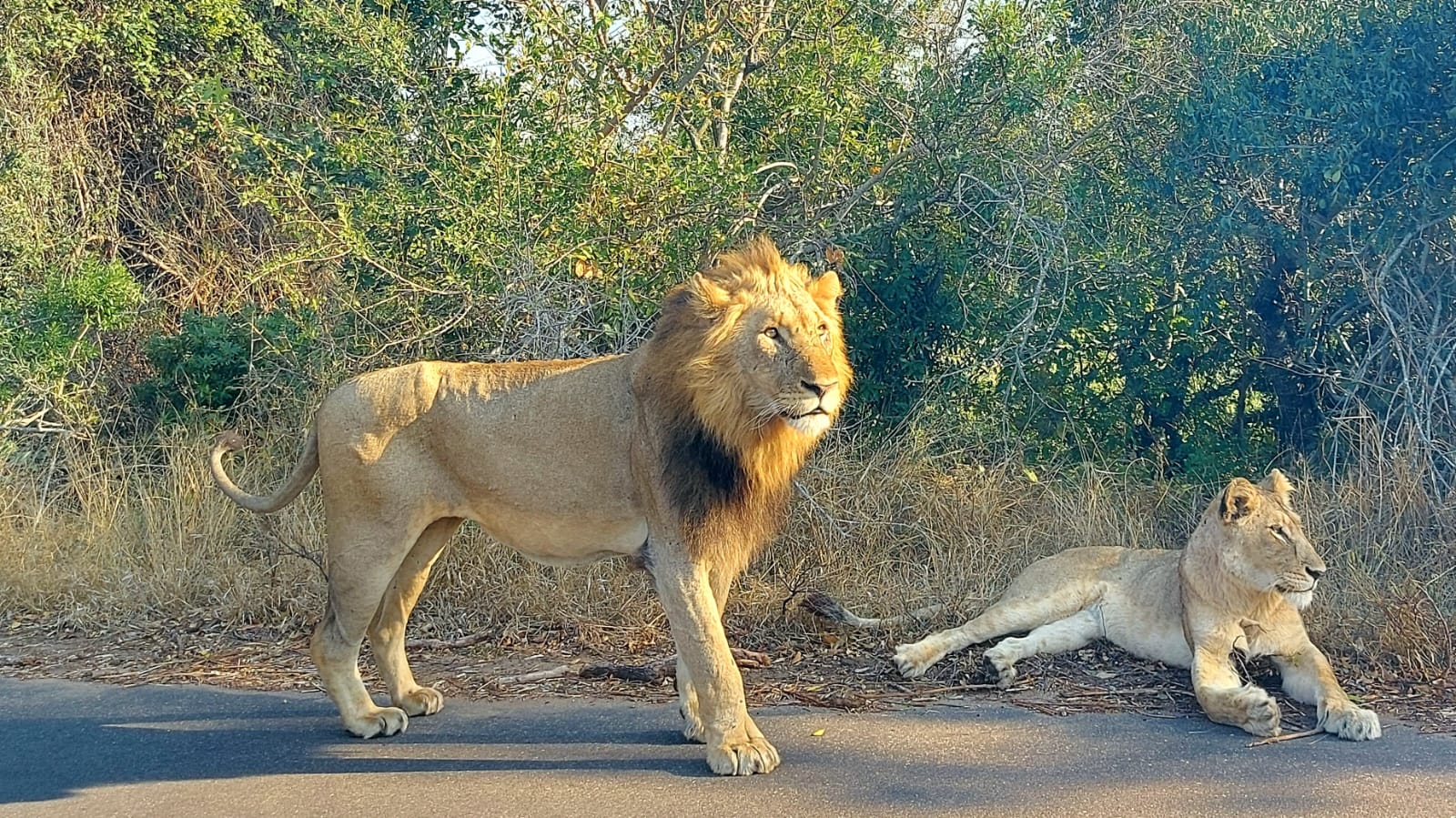 Marloth Park: Where Adventure Meets Wildlife